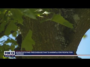 Scientists: Harmful bark disease found on maple trees in Tacoma can also injure people