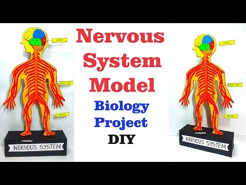 nervous system model (3D) for science exhibition -biology model | craftpiller