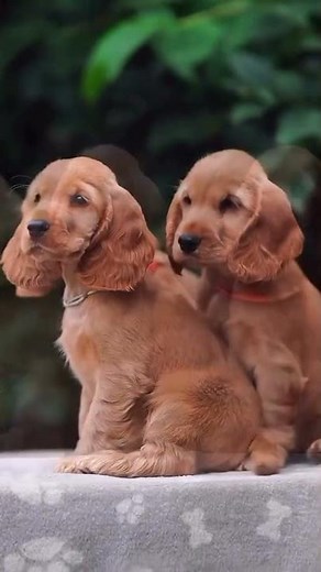 Cocker Spaniel | Sweet | Playful | Full of Love | Hygge Kennels | Dogs | Cats | Small Dogs | Puppies