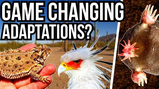 5 Animals With Game Changing Adaptations