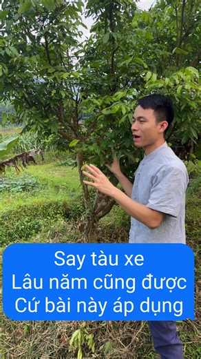 Cách sử dụng lá nhãn chữa say tàu xe hiệu quả