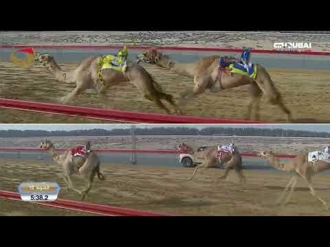 إيذاع للقبائل - المرموم 01-02-2026 ش13 الكوره لـ علي حميد سيف بدر العليلي 9:06:1