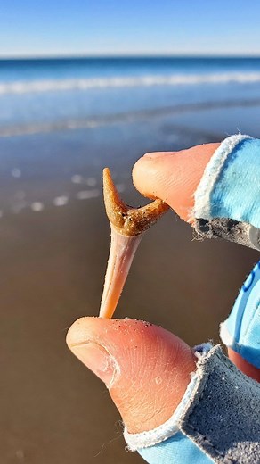 Have you explored the Carolina Coast? ⬇️ . This beach combing trip was from March of this year. Here's a tip for you... WINTER is the best time to go shelling on the East coast! 🐚 . This was a series of beaches I shelled while on my way to Outer Banks (my favorite place to shell in NC!) 💙 . Have you been shelling in the Carolinas? Let me know in the comments and share this with a friend who loves seashells! 🙏🏼 . . Want to know my BEST shelling tips and more? Click the "Subscription" tab in m