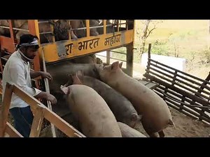 Pig Loading Station | Pig Loading Truck | Pig Loading Video | सूअर पालन