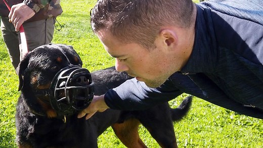 520K views · 9.9K reactions | Sauvé par Alex de Sym Dog 74, Black...