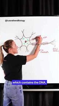 Label this neuron with me