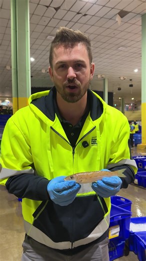 Eastern School Whiting Fishing Tips and Seasons