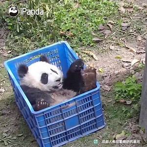 Please treasure every minute when you stay with your favorite toy, because it may leave you in the next minute... #HiPanda #BestJobInTheWorld | iPanda