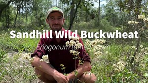Meet the Sandhill Wild Buckwheat, Eriogonum tomentosum! Matt Berger introduces us to the most common of Florida’s two native Eriogonum species, Eriogonum tomentosum. Matt is a traveling botanist (currently botanizing in South Africa!) who recently visited the Panhandle to check out some of our unique flora. As an Eriogonum enthusiast, he was especially excited to see this species! Eriogonum tomentosum is the “type species” for the genus Eriogonum. A type species is the species on which the descr