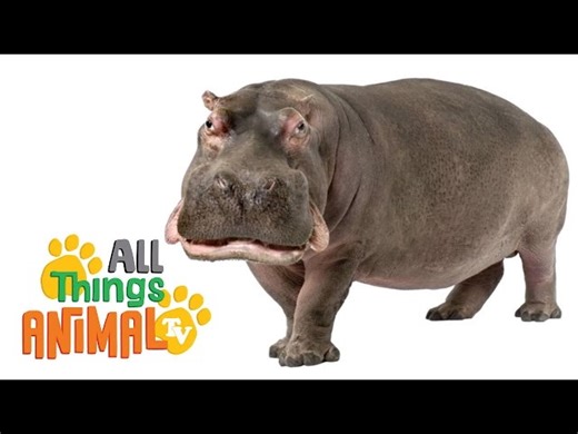 * Hippo * - Animals For Kids