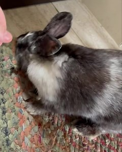 27K views · 4.3K reactions | This episode of Cleaning the Pen is titled “Duckie takes a bath” | East Bay Rabbit Rescue | Facebook