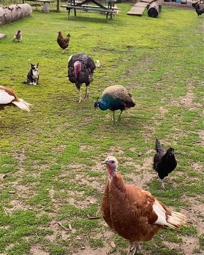 Good morning! The farm will be open today from 10-2😊 Everybody is out and about enjoying the morning without the rain! We are now starting our summer hours, we will be open Tuesday through Sunday from 10 till 2😊 WE ARE LOCATED: 20km North Of Grande Prairie on Highway 2 Right on Highway 674 towards TP Creek for 8.1km Left on RR51 for 4km Right into Farm (round house with grass on the roof) Entrance to the farm is by donation, our farm runs completely off the kindness of all our friends who visi