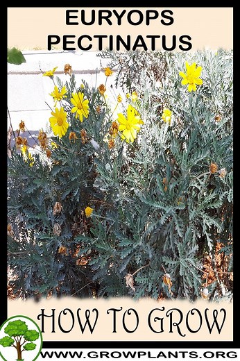 Euryops pectinatus - How to grow & care