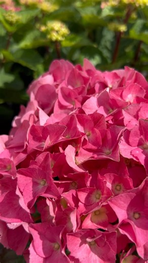 Hydrangea heaven 💕 These lush beauties burst into colour through spring and summer, thriving in shade and bringing endless charm to pots and garden beds alike 🌼🐝✨ Select varieties available in 18cm and 25cm pots, contact Sales or drop into our Trademarts to discover more!❤️💗🌺 | Benara Nurseries