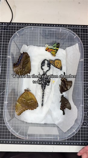 Insect Collection Highlights: Morpho Didius and More