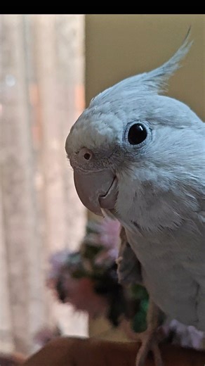 Little Cockatiel sings to the beat #parrot #bird #pet #cockatiel #cute
