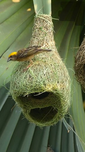Nature's Aviary Engineer at work🏗️🐦 #weavers #nature #birdnest #nestbuilding #birdcrafts | Go Green Forlife