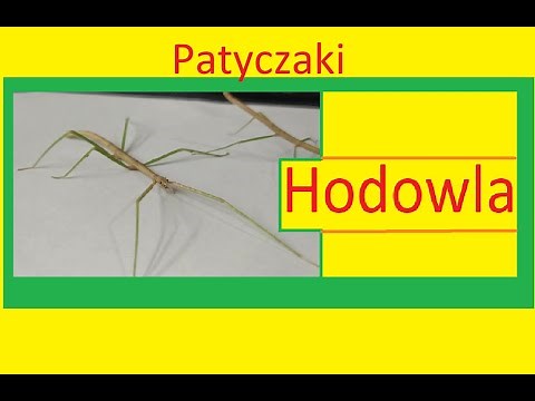 87. Jak hodować patyczaki.