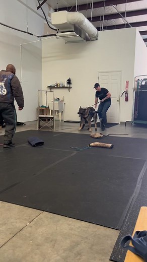 Bo's Fun Training Session with HomelandK9