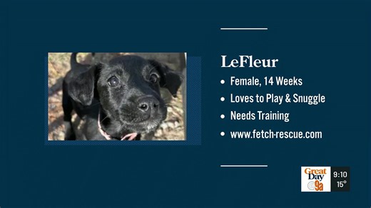 LOST & POUND 🐾 Meet Clarko, LeFleur, Obie and Tish! The adorable litter of lab mix puppies are looking for a forever home. -- Dog Star Rescue Learn more at www.fetch-rescue.com | WFSB - Channel 3 Eyewitness News