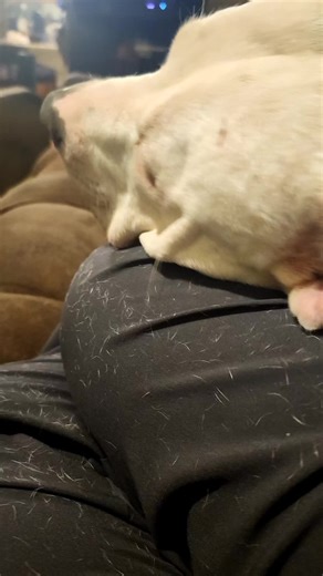 Mamasaurus (@simplelivinghomestead763)’s videos with Carrying Your Love - David Morris