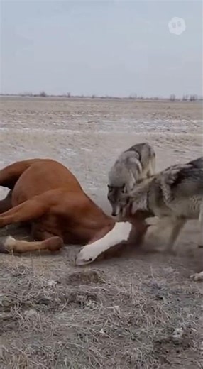 Wolves Attacked at Once—and the Horse Exploded in Fury~!