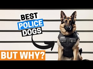 Why are German Shepherds used as Police Dogs?