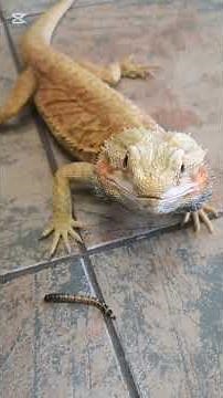 Bearded Dragon vs Uromastyx #reptileroom