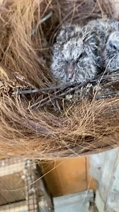 Update sa mga bagong inakay ng red turtle dove at zebra dove | wild keepers #wildbirds #birdlovers @highlight | Wild Keepers