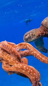 88 reactions · 69 comments | turtle vs octopus #spearfishing #fyp #fbpro @sorotan | J Jho Theand | Facebook