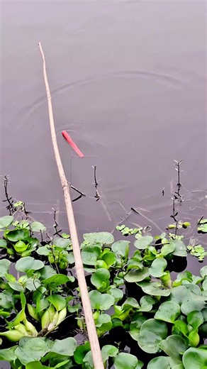 The Ultimate Guide to Hook Fishing in Ponds