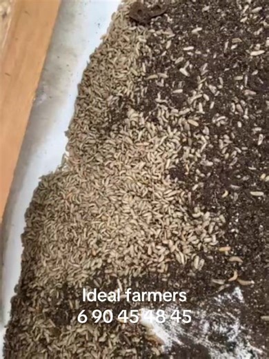 Why maggot farming for fish production • Fish feed costs up to 60 percent of your total farm spend. Maggots cut feed cost by 40 to 70 percent. • Black soldier fly larvae hold about 40 to 45 percent protein. Fish meal holds about 55 percent. Growth rates stay strong when you replace part of fish meal with larvae. • Maggots grow fast. You harvest in 10 to 14 days. You get daily feed from a small space. • One square meter of larvae bins produces up to 15 kg of larvae per cycle. • Maggots eat food w