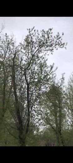 Fighter jets flying low and fast! #dailyaviation #airplane #fyp #fighterjet