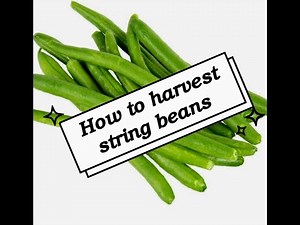 How to harvest string beans