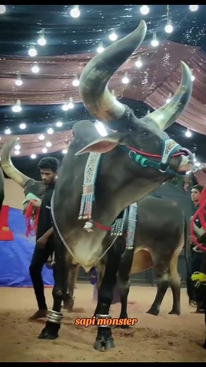 Sapi Monster: Momen Seru di Idul Adha