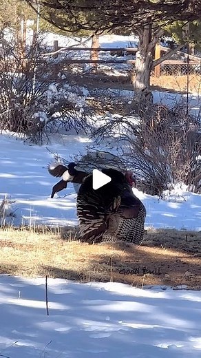 Good Bull Outdoors on Instagram: "Coitus interruptus! A magpie attempts to go for an 8 second ride on the back of a mating pair of turkeys! He got close - about 7.3 seconds by my count - that’s still a DQ for the ride but what an insane thing to capture on video! www.goodbullguided.com #turkeyhunting #hunting #huntinglife #gobbler #turkey #tomturkey #thunderchicken #hunter #huntress #cantstoptheflop #turkeyhunter #goodbull #strutting #gobbling"