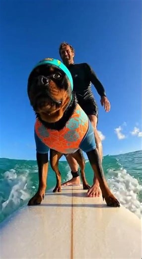 The dog’s baseball cap wobbles slightly as it faces the wind