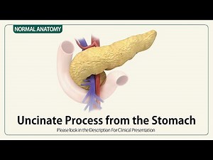 Uncinate Process from the Stomach