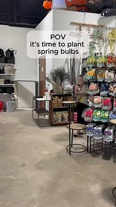 You can never have too many spring bulbs! 🌷🌼 Our tulip and daffodil bulbs are now in stock, ready for planting. 🌷 For the best results, plant bulbs 6-8 inches deep with the pointed side up in well-drained soil. 🌷Choose a sunny spot and water thoroughly right after planting to help with root growth. 🌷Add a layer of mulch for extra protection against winter cold. Plant now for a vibrant spring bloom! 🌞 Come by and chat with a garden expert or grab a hand out! #SpringBulbs #Tulips #Daffodils 