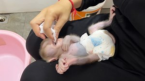 22K views · 628 reactions | Respectful BB Tauch Let Mom Use Wet Towel Wipe Clean Face Before Bathing | Monkey Daily | Facebook