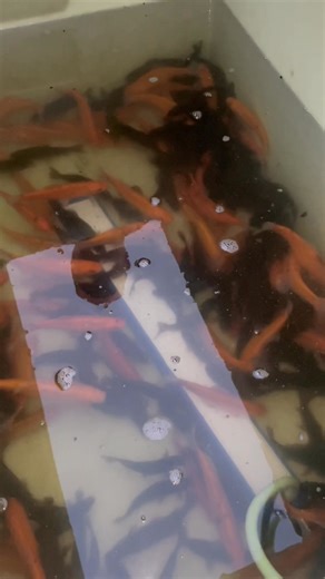 5.5K views · 48 reactions | New fish day | Embryo Kiveton Waters | Facebook