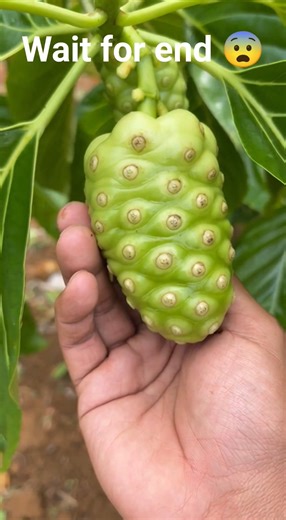 🫵🫵“Noni Fal Ki Kheti: Kam Mehnat, Zyada Munafa! Full Guide”#trending #youtubeshorts #shorts #viral