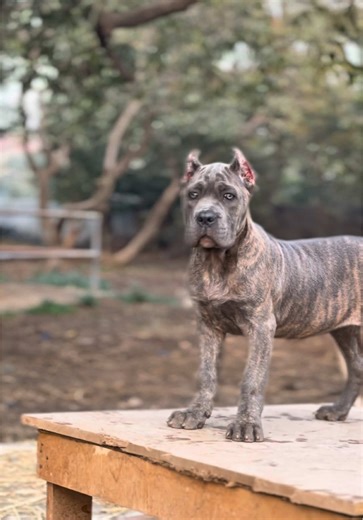 Understanding Cane Corso Dogs: Care and Training Tips