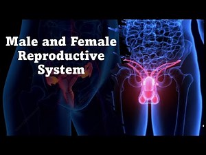 Male and Female Reproductive System - Parts and Functions