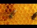 Burt's Bees Colony Collapse Disorder (CCD), Honey Bees Dying