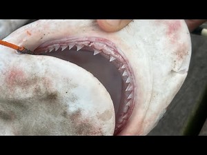 Close-Up Look Inside a Shark’s Mouth – Razor Sharp Teeth!