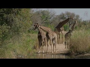A tower of giraffes drinking in a riverbed so nice to see on safari - Kruger National Park