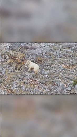 He Didn’t Flinch – Dog vs Wild Wolfs!