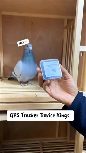 Topflight Racing Pigeon Loft on Instagram: "Gps tracking device ring #benzingrings #rings #pigeonrings #racingpigeonsrings #legsrings #kabootarrings #tfrpl #topflightracingpigeonloft #topflightloft #topflightpigeon #topflight #chkashifloft #chkashif"