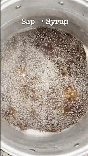 Making Maple Syrup 🍁 From Tree Sap to Finished Syrup